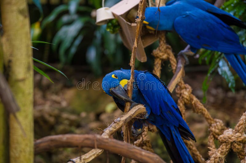 Bright Blue Macaws Interacting in a Lush Habitat during Daylight Hours ...