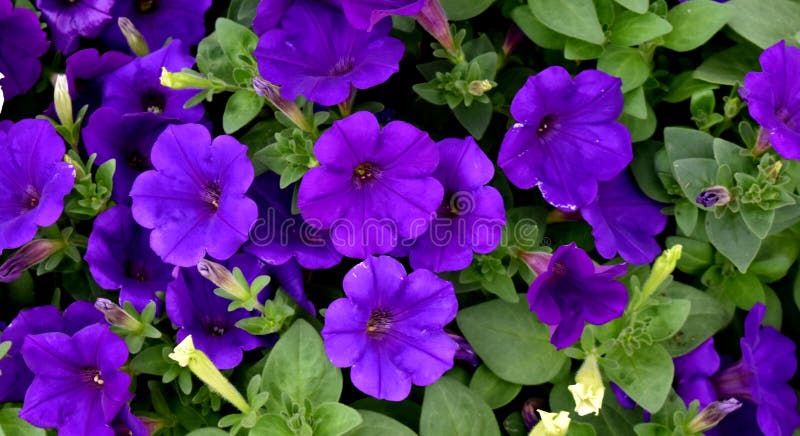 Bright Blue, Morning Glory Flower Stock Image - Image of color, flower ...