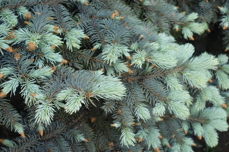 Bright Blue New Growth of Colorado Spruce Stock Image - Image of white ...