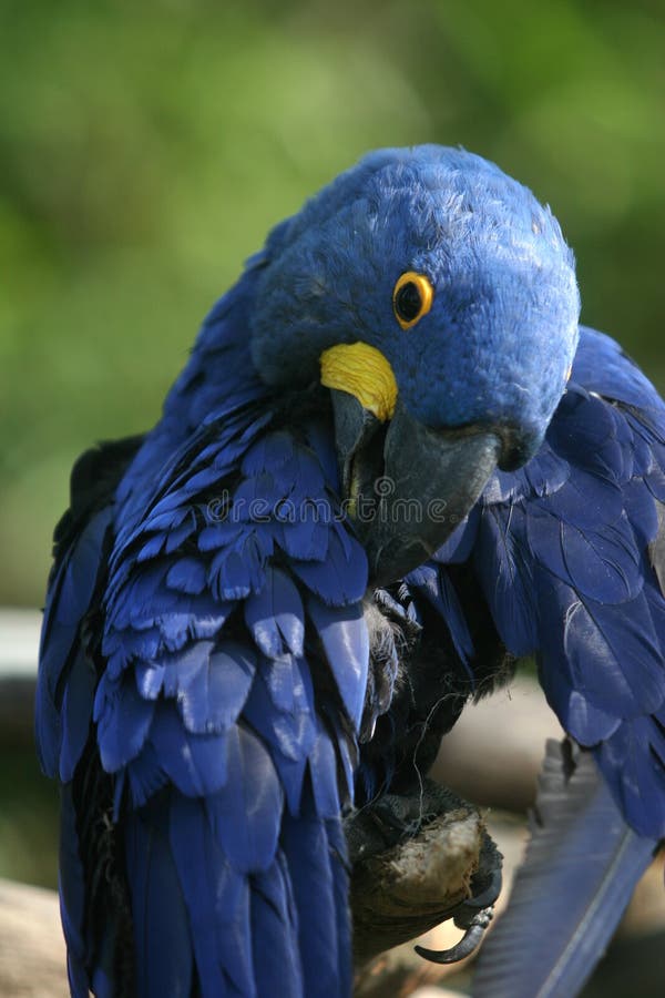 Bright blue parrot stock image. Image of face, nature - 2299545