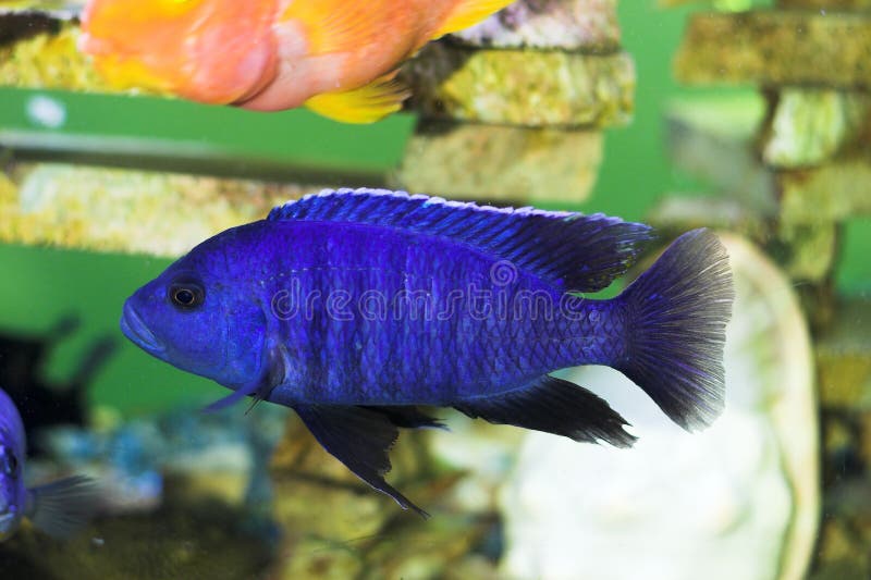 Bright blue predator fish stock photo. Image of eyes, fins - 1610428