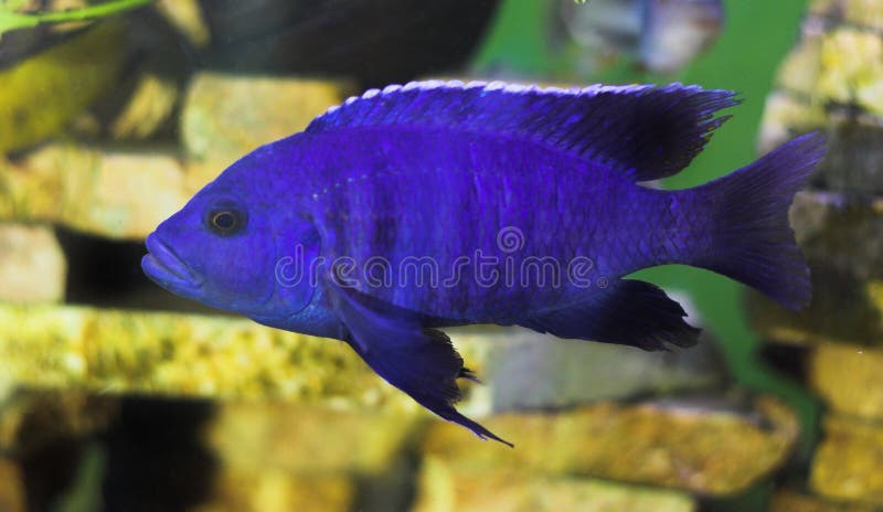 Bright blue predator fish stock image. Image of summer - 1610907