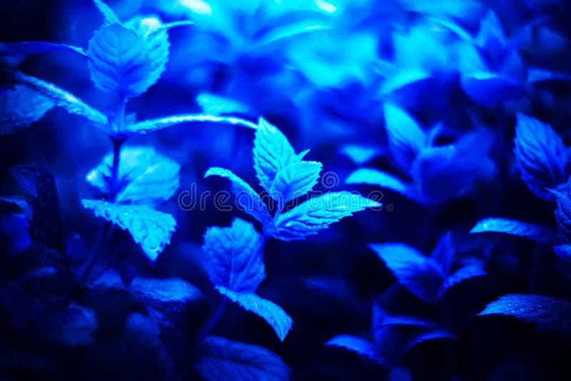 Bright Blue Refreshing Mint Dew Drops Leaves Stock Photos - Free ...
