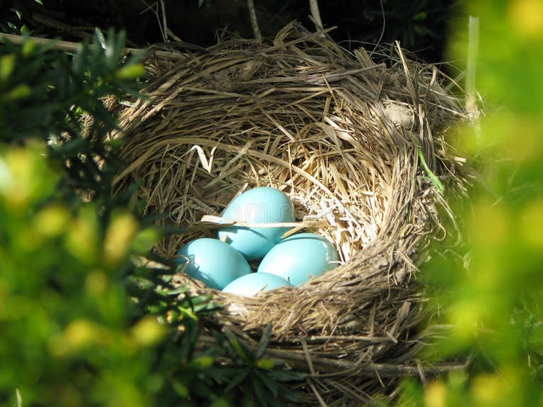 Bright Blue Robin Eggs in a Hidden Nest Stock Photo - Image of home ...