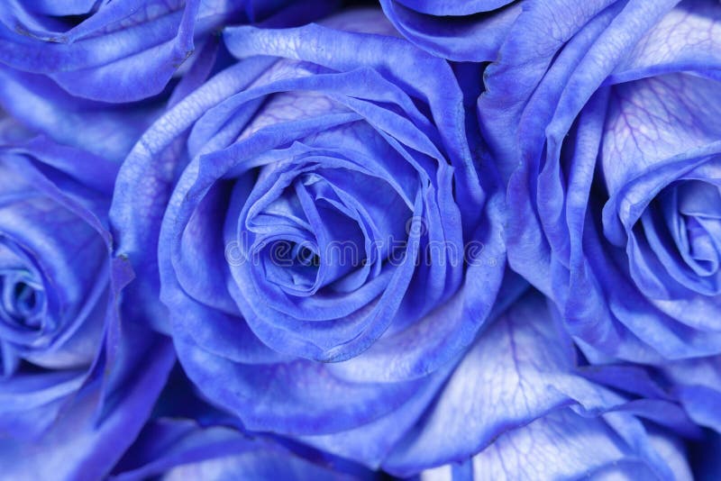 Bright Blue Roses in a Bouquet for Podrak for a Wedding or Birthday ...