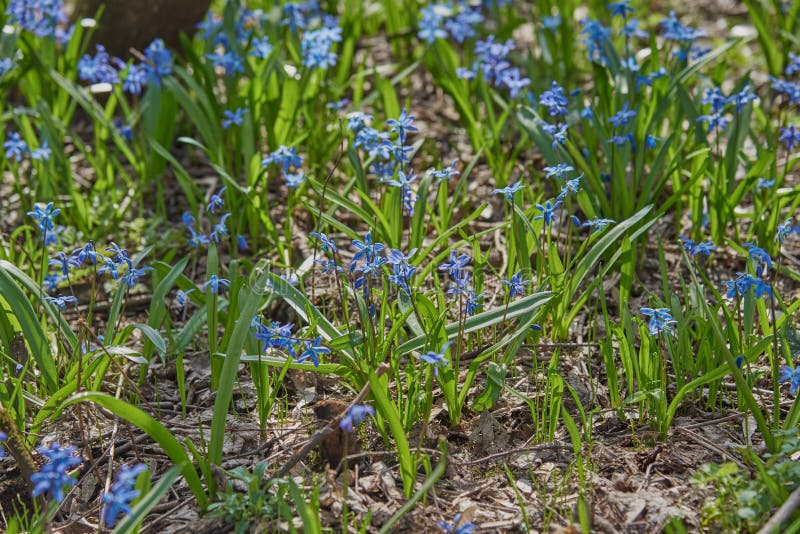 Bright Blue Scilla . Spring Primrose in the Forest Stock Image - Image ...