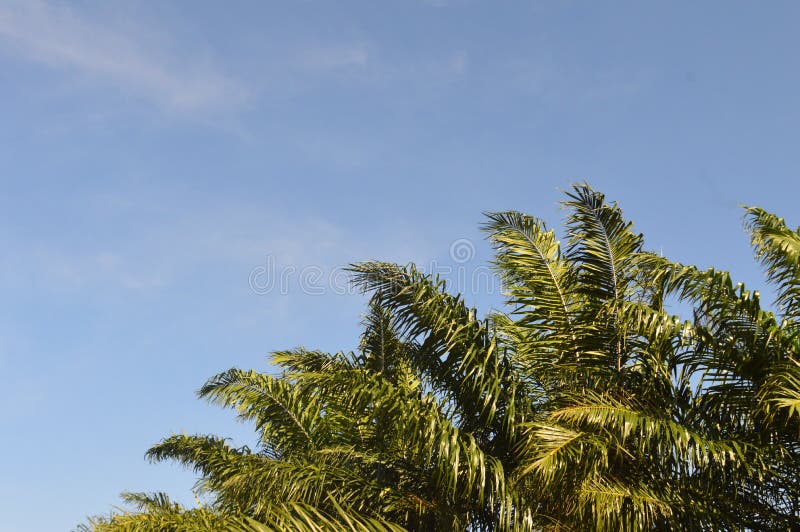 Bright Blue Sky Background with Negative Space or Empty Space Decorated ...