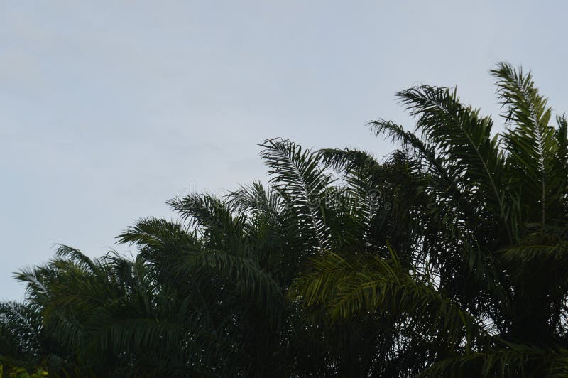 Bright Blue Sky Background with Negative Space or Empty Space Decorated ...