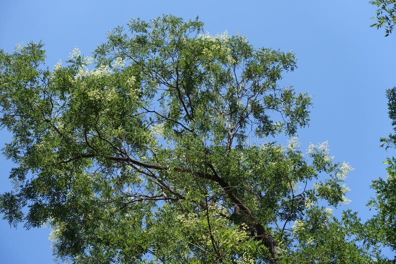 Bright Blue Sky and Branches of Blossoming Sophora Japonica in August ...