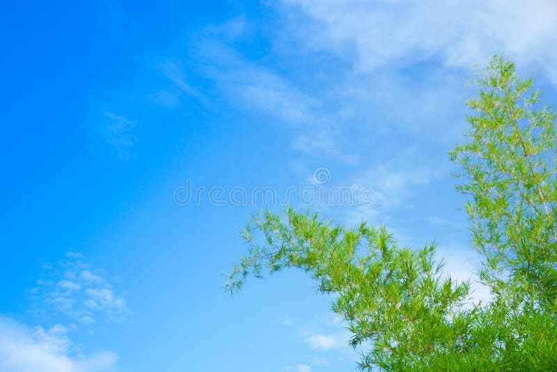 Bright Blue Sky,Fresh Green Bamboo Swaying in Wind,Bamboo Leaves in ...