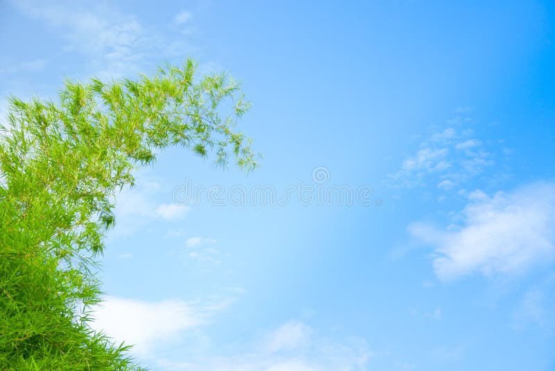Bright Blue Sky,Fresh Green Bamboo Swaying in Wind,Bamboo Leaves in ...