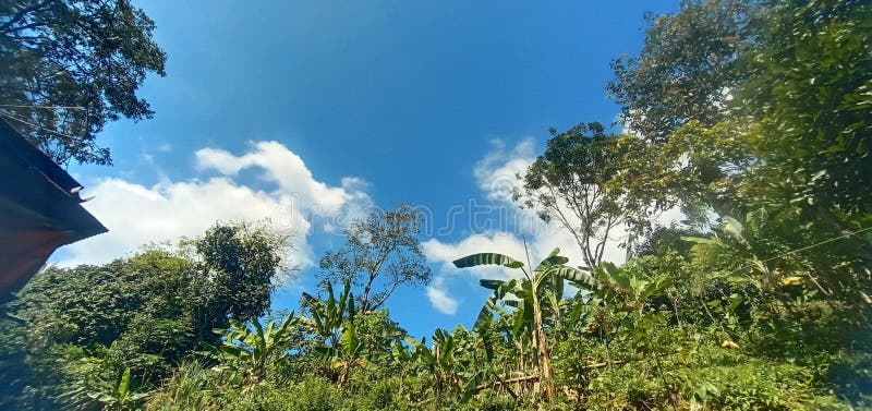 Bright Blue Sky with Green Grass and Trees Around Stock Image - Image ...