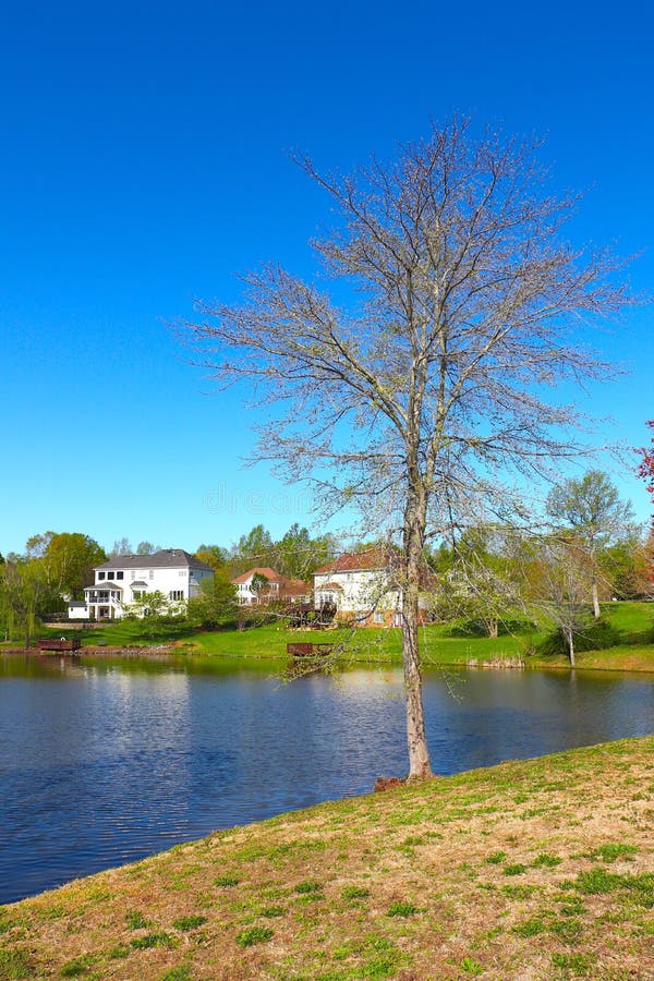 Lake and Single Tree Scenic Spring Scene Stock Photo - Image of beauty ...