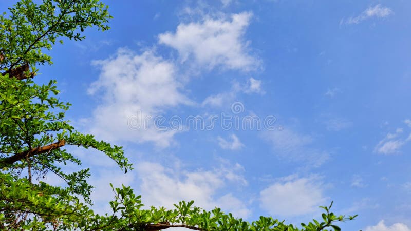 Bright Blue Sky with Scattered White Clouds and Fresh Green Leaves ...