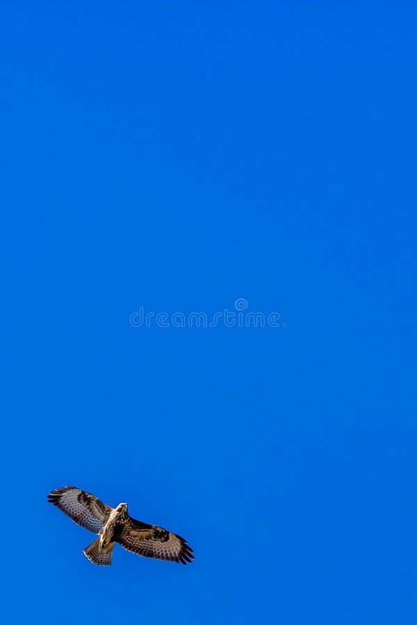 Buzzard is Flying through Blue Sky Stock Photo - Image of aerial ...