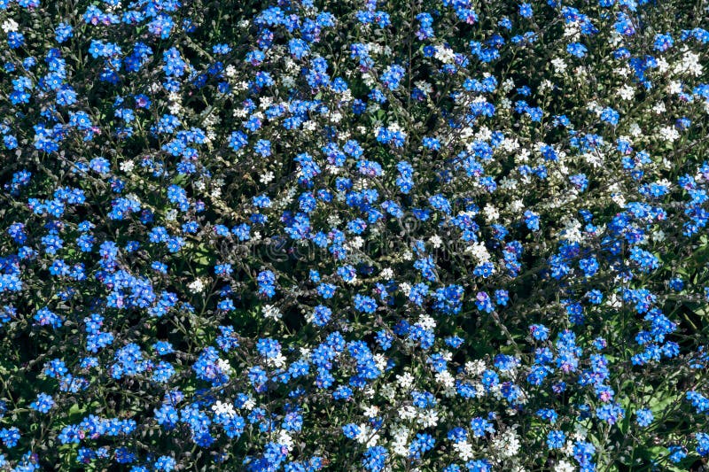 Bright Blue Small Flowers Natural Pattern. Top View Stock Image - Image ...