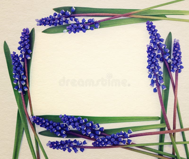 Bright Blue Spring Flowers with Leaves Stock Photo - Image of border ...