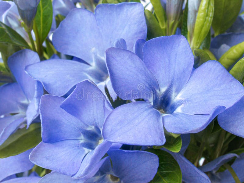 Bright Blue Wild Periwinkle Flowers Bouquet Stock Image - Image of ...