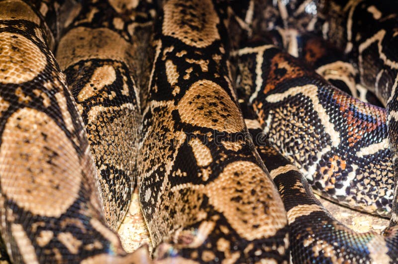 950 Boa Snake Skin Pattern Texture Stock Photos - Free & Royalty-Free ...