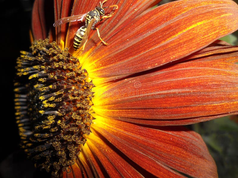 Closeup Bright Red Yellow Sunflower Wasp Insect Stock Image - Image of ...