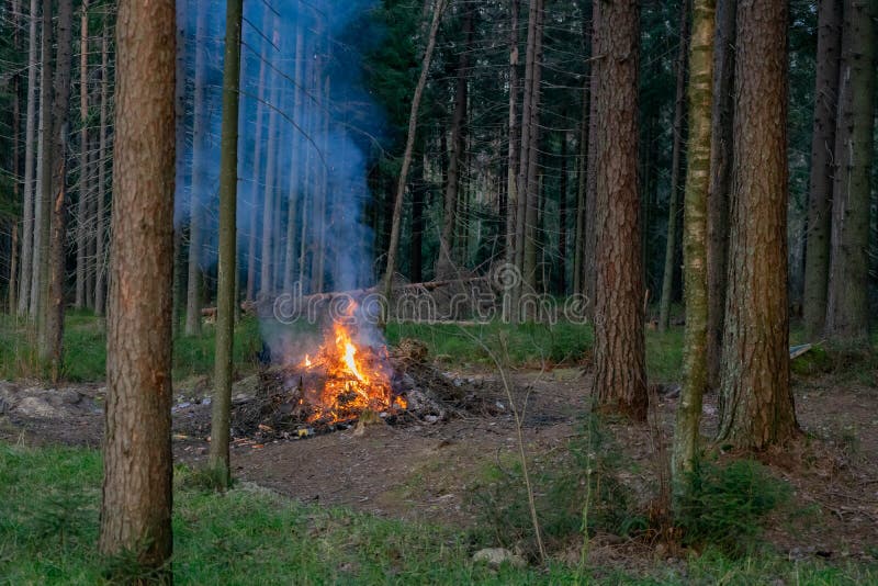 Bright Bonfire Burning in a Pine Forest. Forest Fire. Stock Image ...