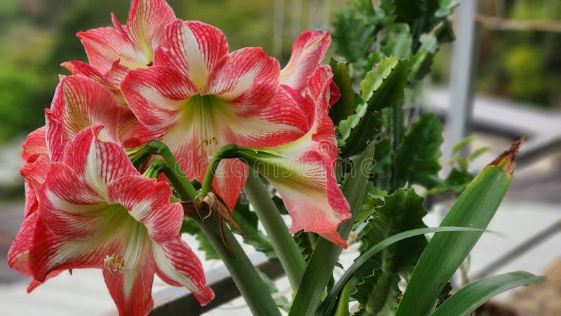 A Bright Bouquet of Hippeastrum Stock Photo - Image of rose, produce ...