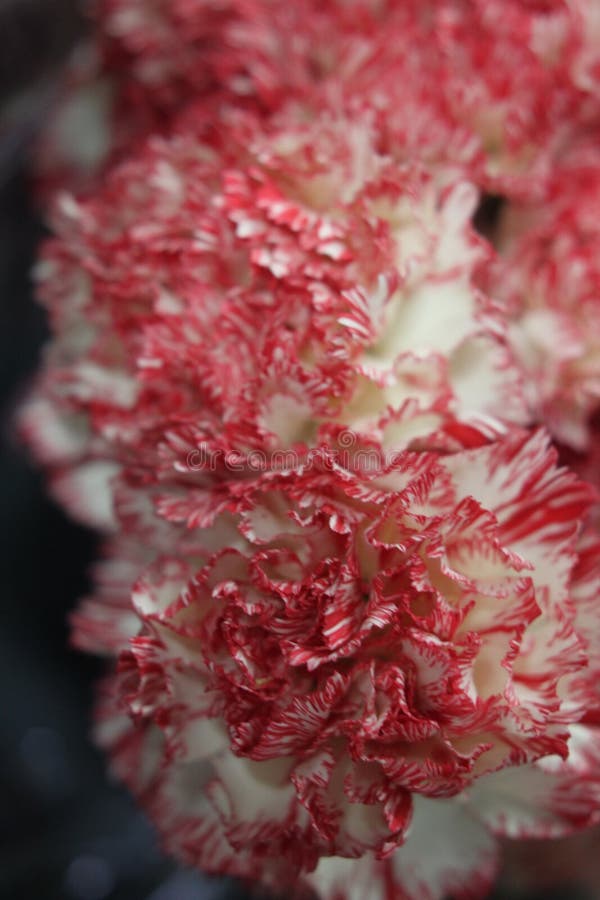 Carnations peppermint 7184 stock photo. Image of carnation - 171753028