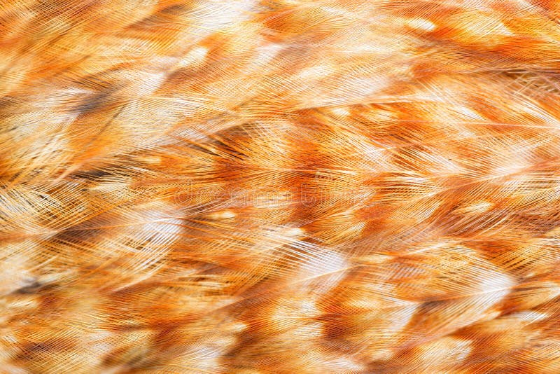 Bright brown feather group stock image. Image of chick - 41327931