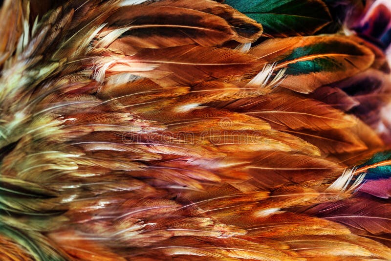 Bright brown feather group stock photo. Image of feather - 42016918