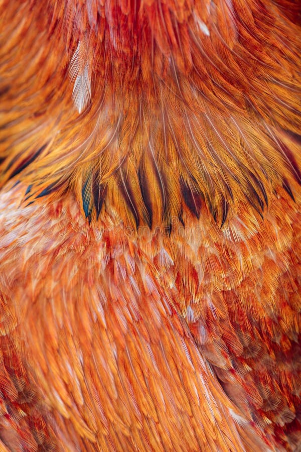 Bright brown feather group stock photo. Image of beauty - 42017310