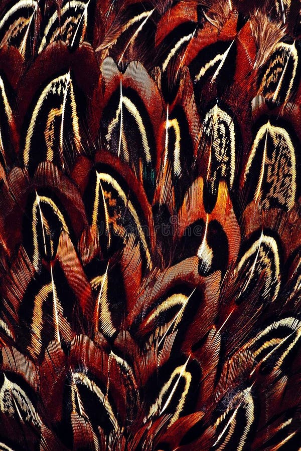 Colorful Feather Group of Some Bird Stock Image - Image of adornment ...
