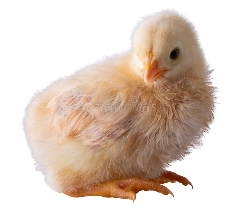 Young Yellow Chicken Chick Isolated Stock Image - Image of little, head ...
