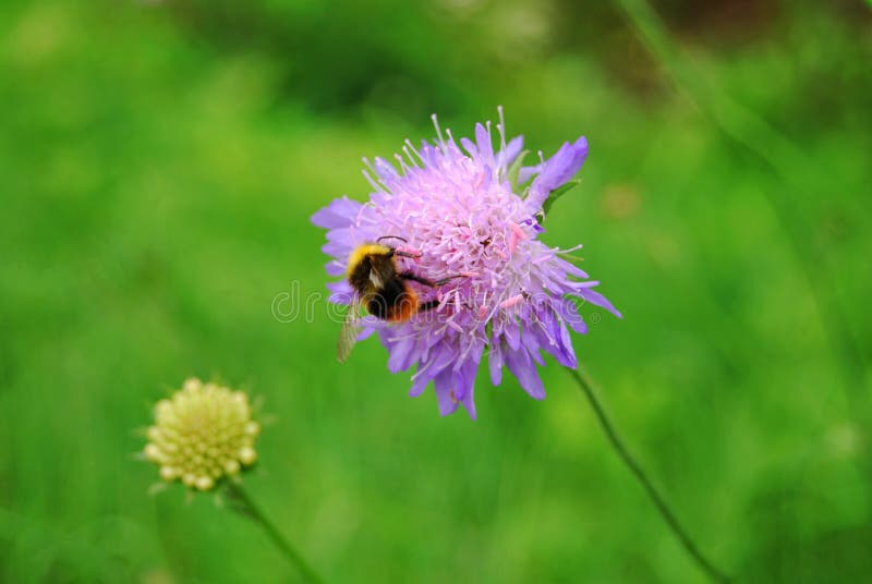 Bright bumblebee stock image. Image of grass, summer - 10495389