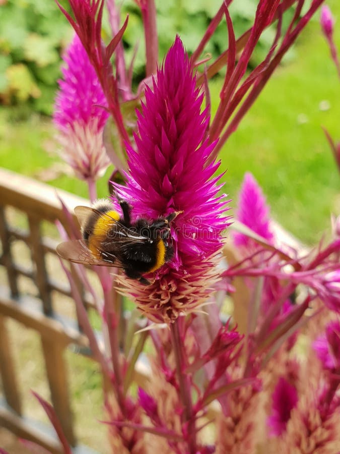 Working bee stock photo. Image of bright, pretty, bumblebee - 124615698