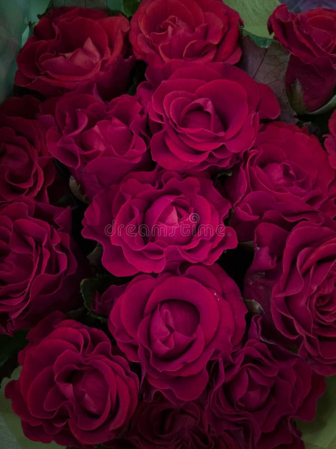 Bright Burgundy Roses in a Bouquet Close-up Stock Photo - Image of ...