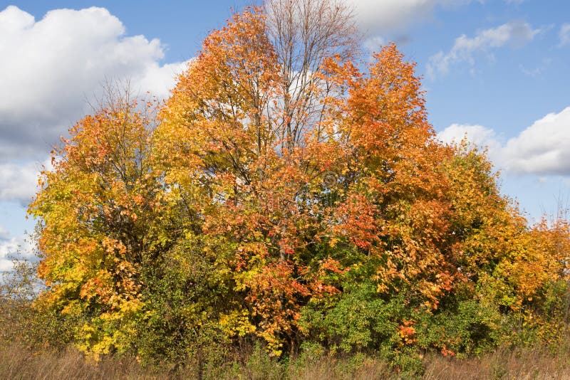 A bright bush in autumn stock image. Image of light, orange - 20671463