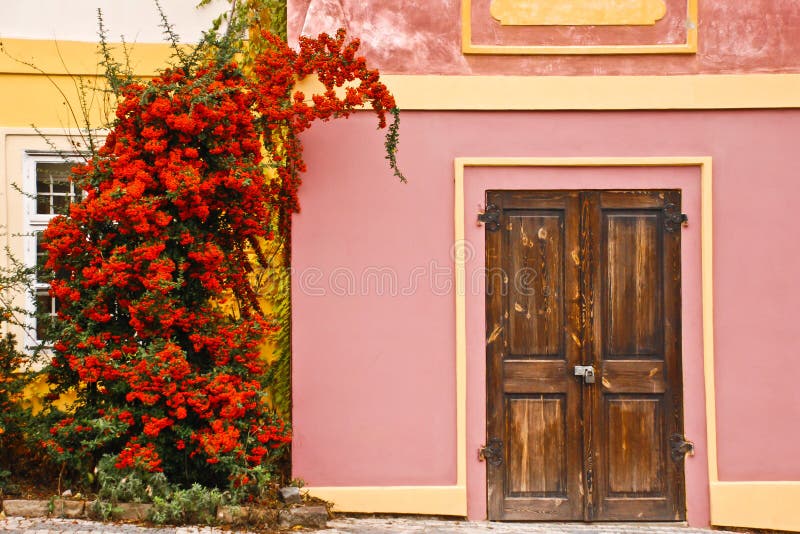 Bright bush on the wall. stock image. Image of fruit - 18638293