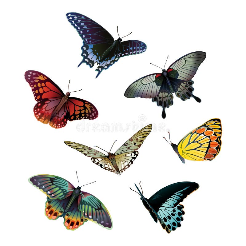Seven Butterflies Stock Illustrations – 148 Seven Butterflies Stock ...