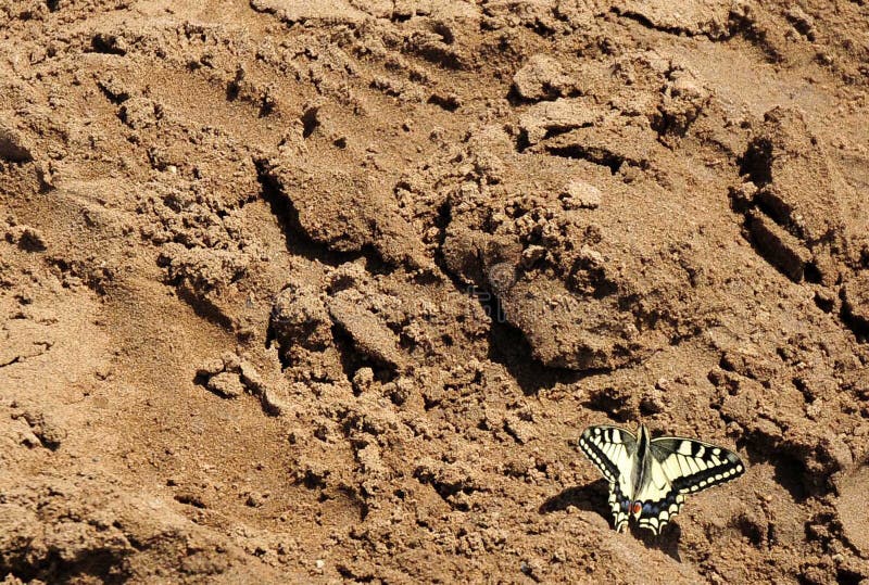Butterfly sits on the sand stock image. Image of bright - 113370297