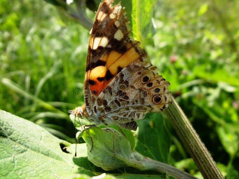 Bright Butterfly on the Field Stock Image - Image of season, meadows ...