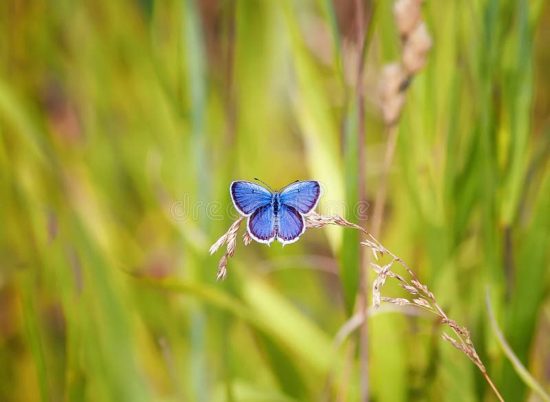 Bright butterfly stock photo. Image of environment, beautiful - 64257202