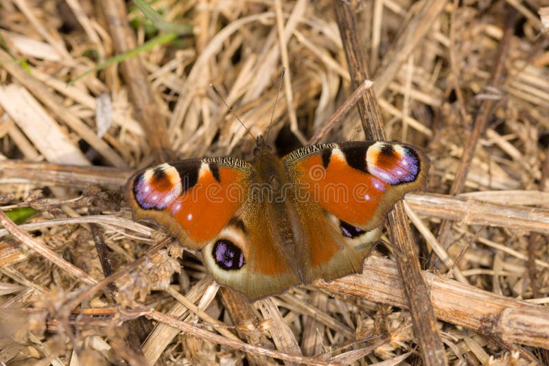 Bright butterfly in spring stock photo. Image of grass - 214465898