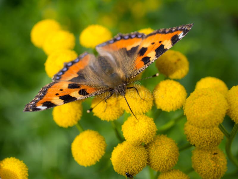 Bright Butterfly, Beautiful Nature Stock Image - Image of butterfly ...