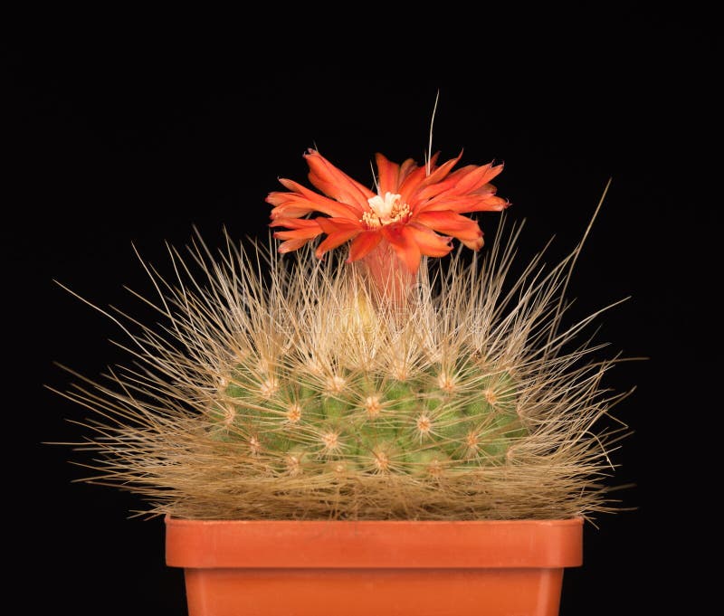 Bright Red Cactus Succulent on Dark Green Background, Soft Focus Stock ...