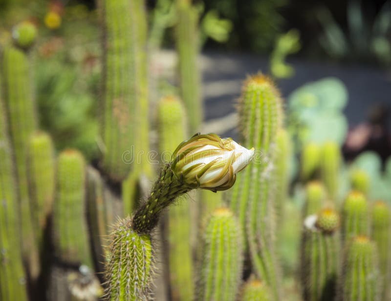 Bright Red Cactus Succulent on Dark Green Background, Soft Focus Stock ...