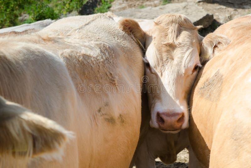 The Bright Calf Has Its Head between the Bellies of Older Cows Stock ...