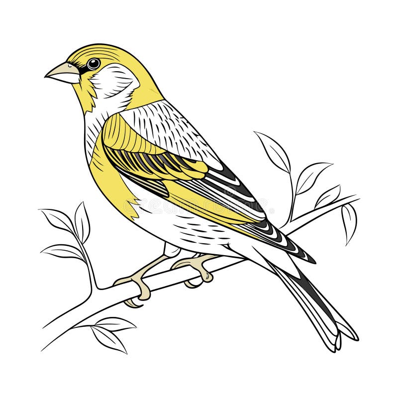Bright Canary-Winged Finch Artwork Stock Image - Illustration of ...