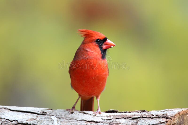 Bright Red Cardinal Vine Kaleidoscope 2 Stock Image - Image of annual ...
