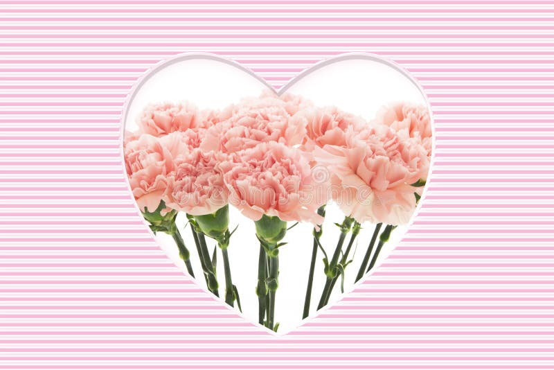 Bright, Carnation, Design, Love, Greeting Card Stock Image - Image of ...
