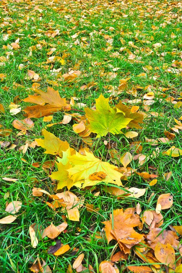 Bright Carpet at the Time of Leaf Fall Stock Image - Image of foliage ...